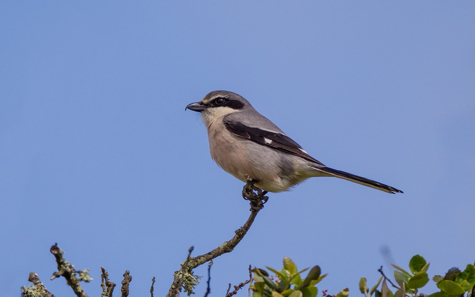 Iberian Grey Shrike (Lanius meridionalis) | Birdingplaces