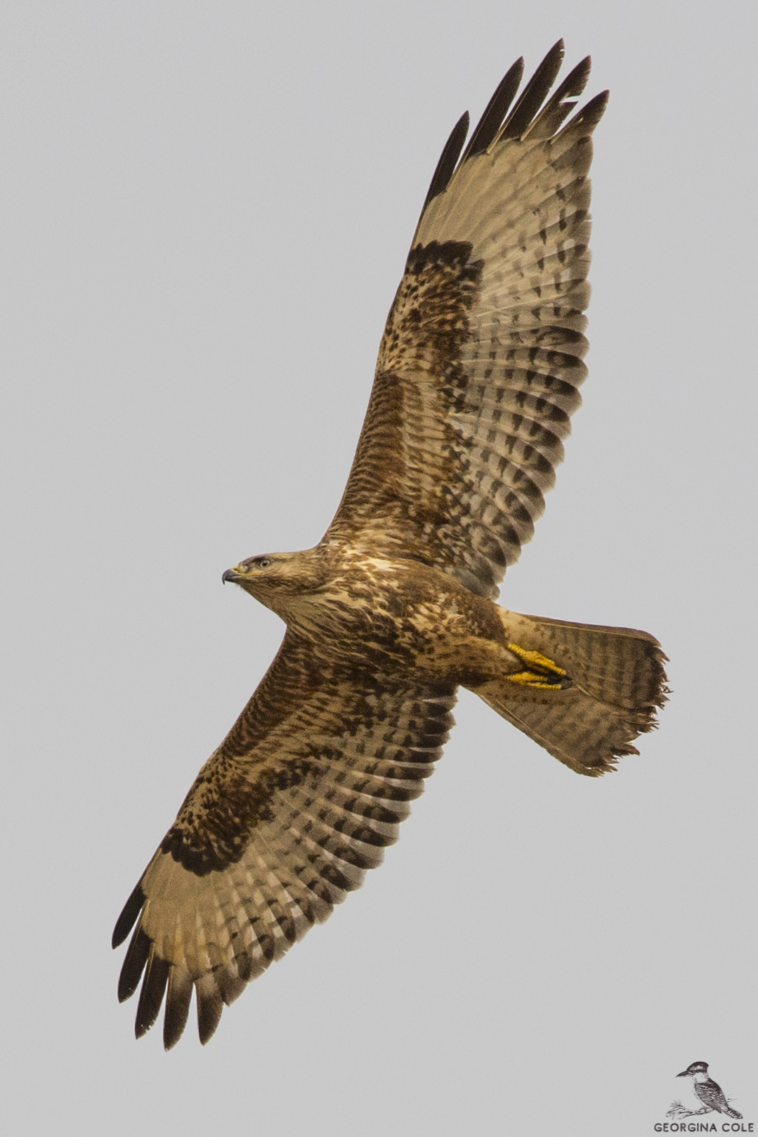 Steppe Buzzard (Buteo buteo vulpinus/menetriesi) | Birdingplaces