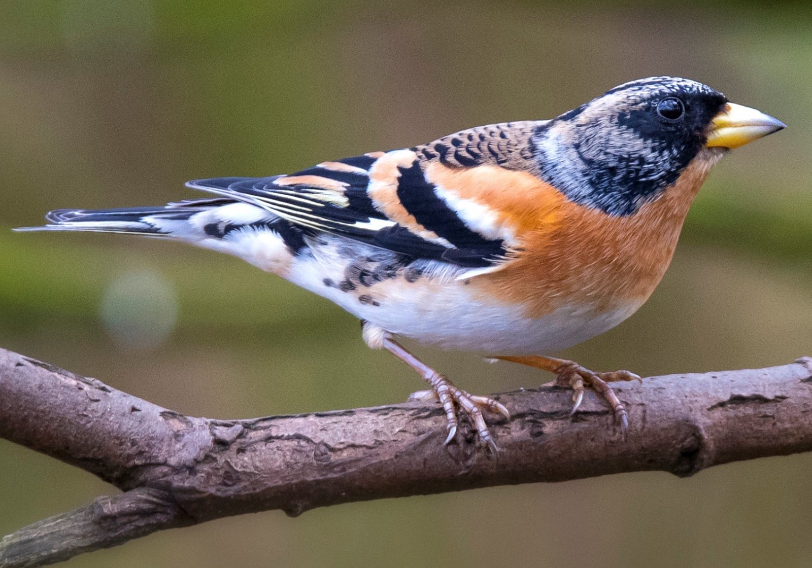 Sculthorpe Moor Nature Reserve | Birdingplaces