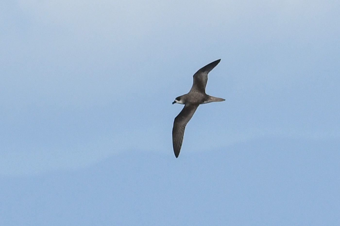 Fea's Petrel (Pterodroma feae) | Birdingplaces