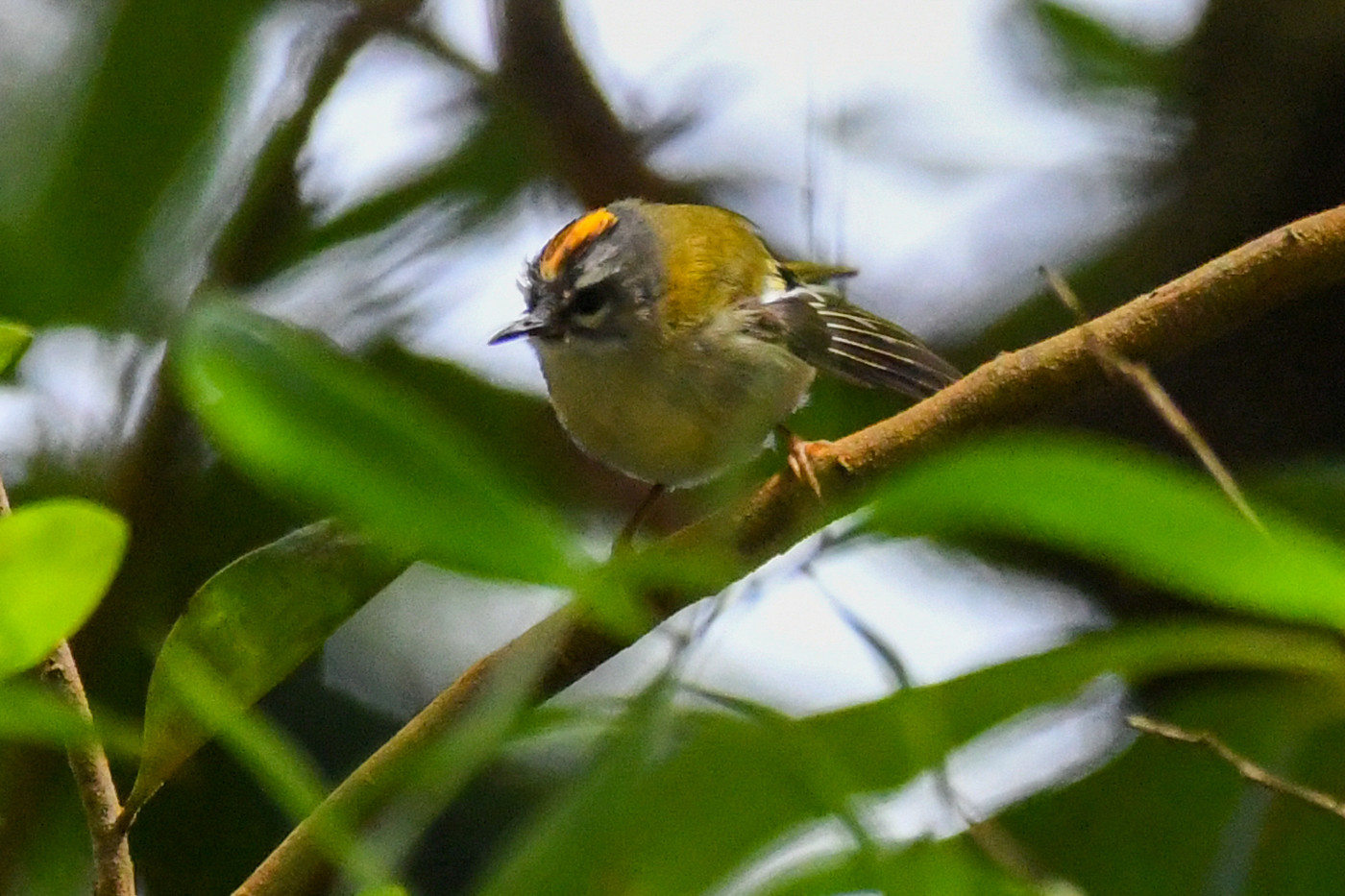 Madeira Firecrest (Regulus madeirensis) | Birdingplaces.eu