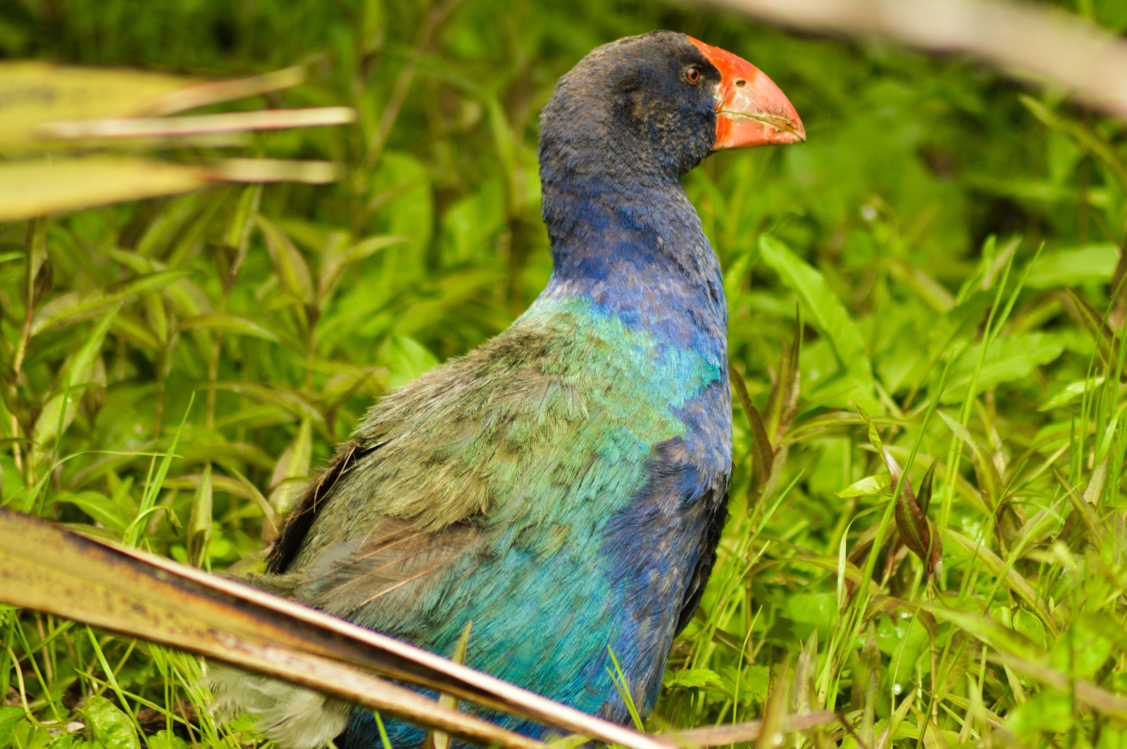 South Island Takahe (Porphyrio hochstetteri) | Birdingplaces