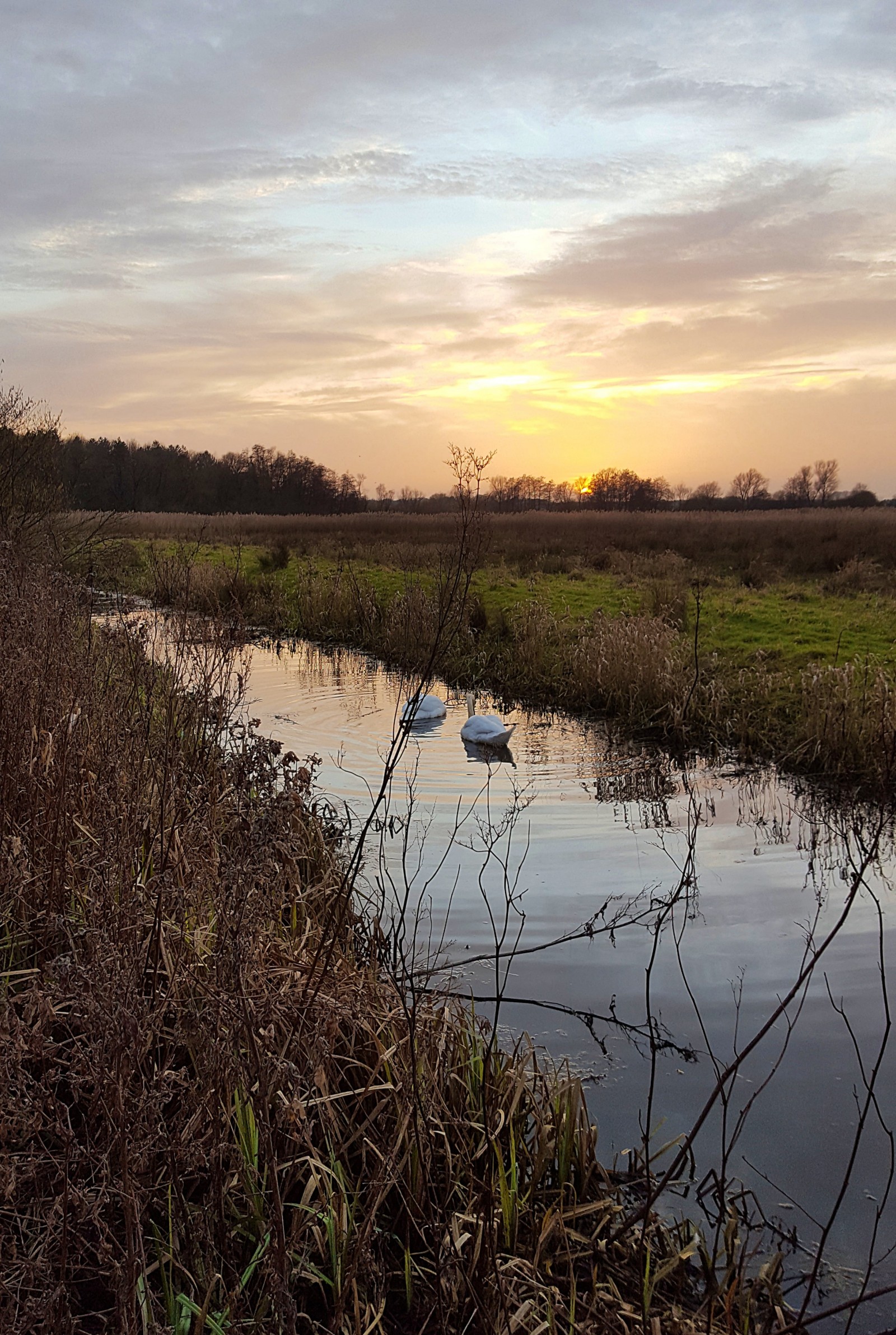 Surlingham Church Marshes | Birdingplaces