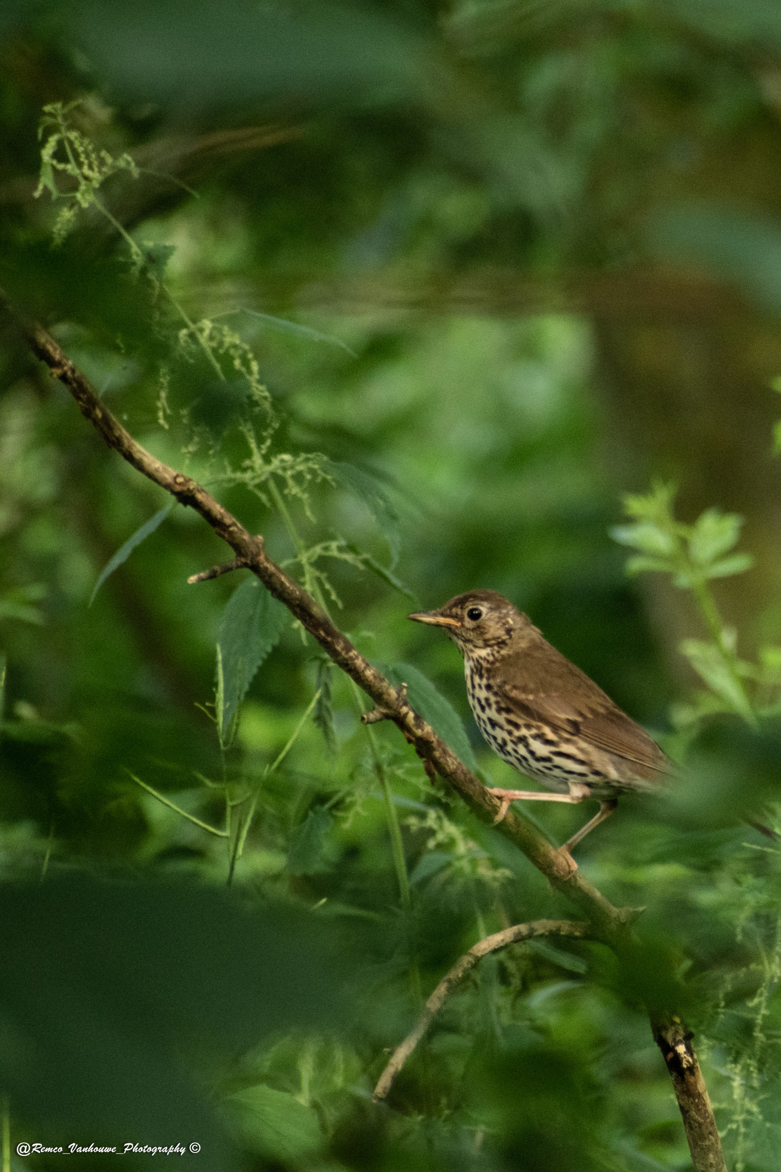 Landgoed Oostbroek | Birdingplaces