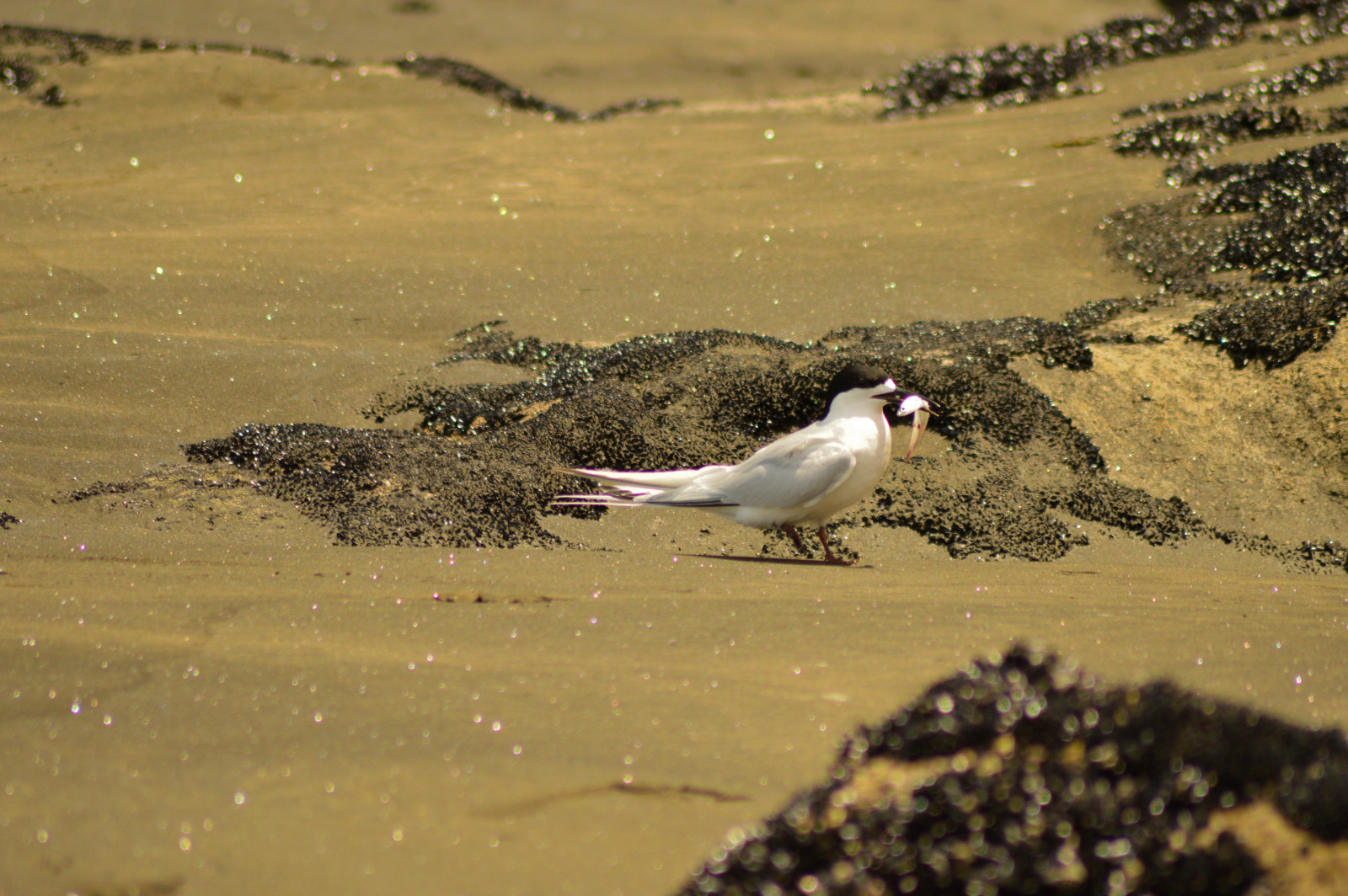 Waipu River Mouth Wildlife Refuge | Birdingplaces