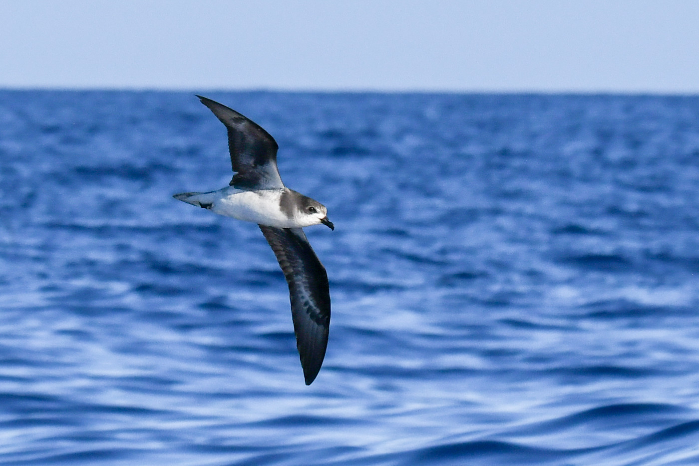 Petrel Freira (Pterodroma madeira) | Birdingplaces
