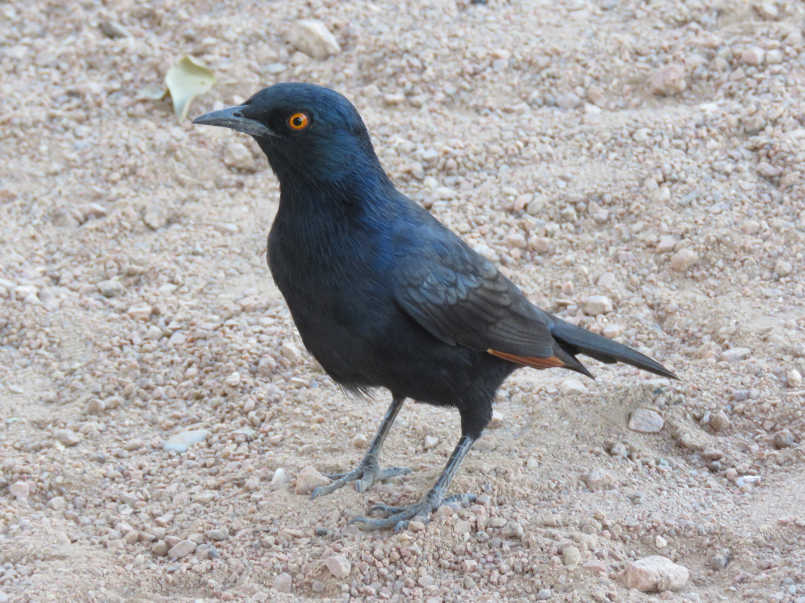 Pale-winged Starling (Onychognathus nabouroup) | Birdingplaces