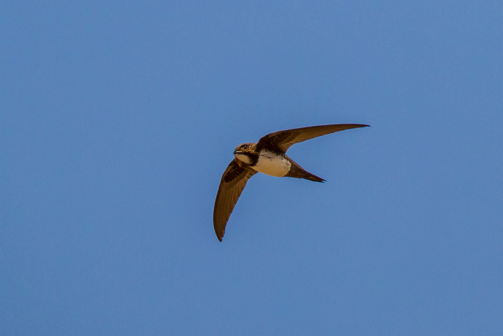 Alpine Swift Colony Sonthofen | Birdingplaces