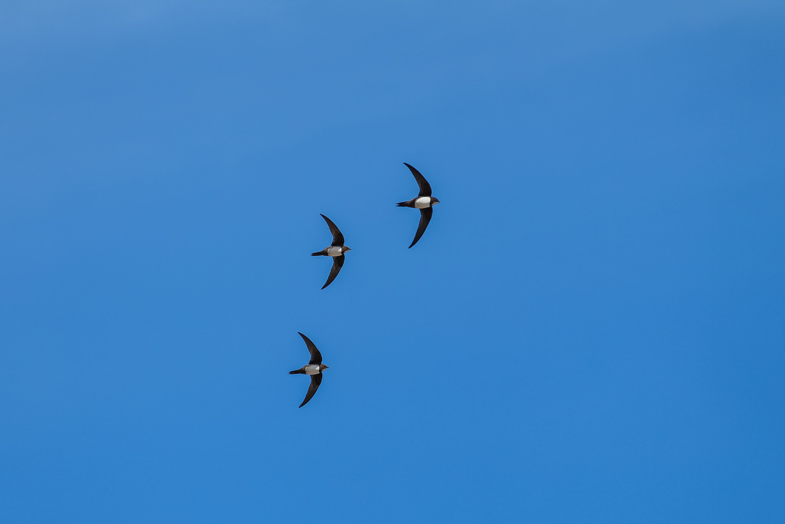 Alpine Swift Colony Sonthofen | Birdingplaces