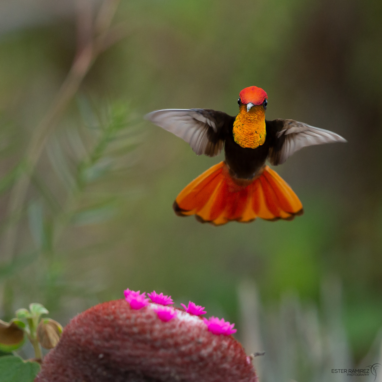 Ruby-topaz Hummingbird (Chrysolampis mosquitus) | Birdingplaces