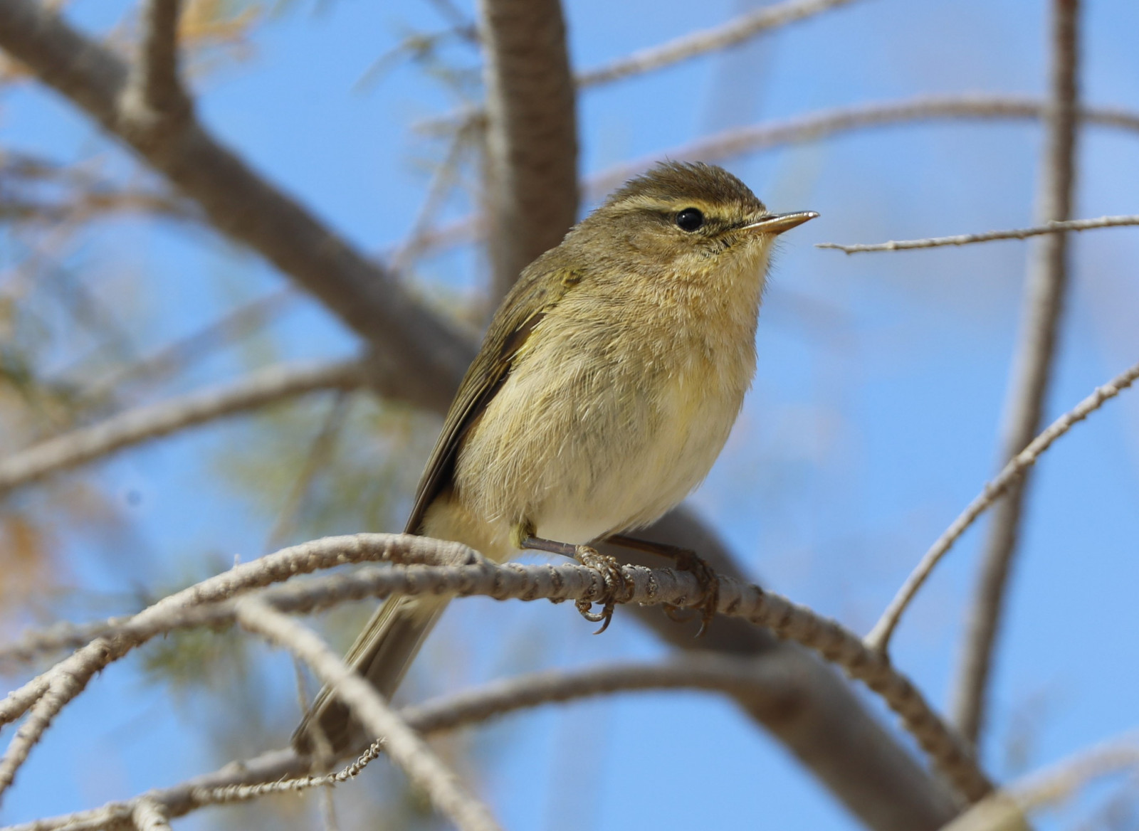 Canary Islands Chiffchaff (Phylloscopus canariensis) | Birdingplaces