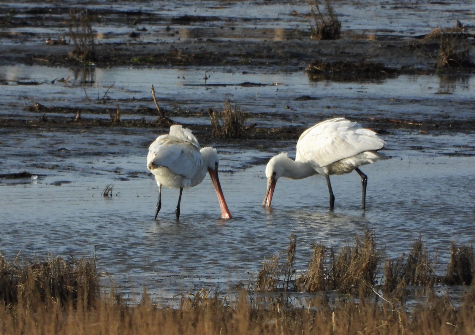 Margrethe Kog | Birdingplaces