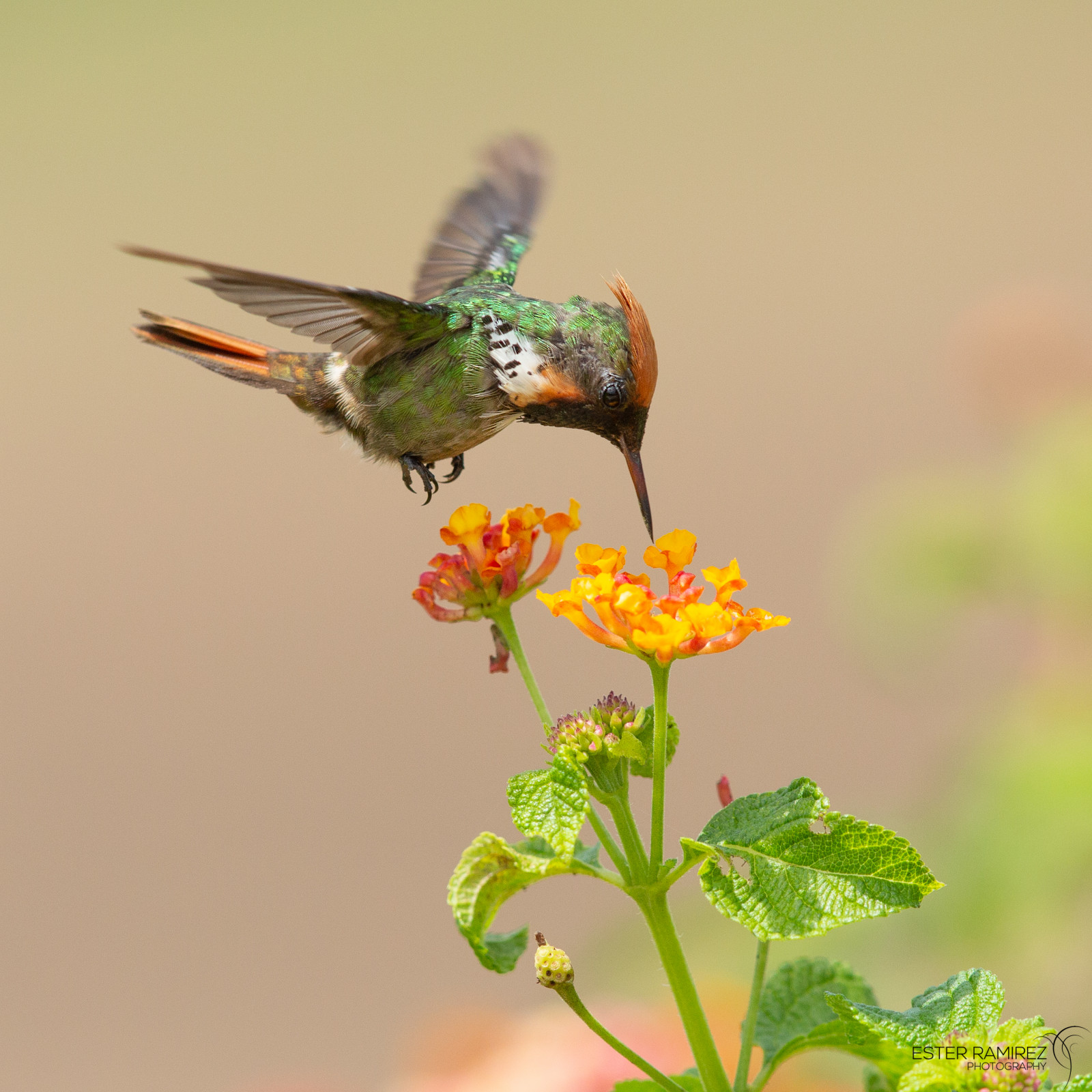 Frilled Coquette (Lophornis magnificus) | Birdingplaces