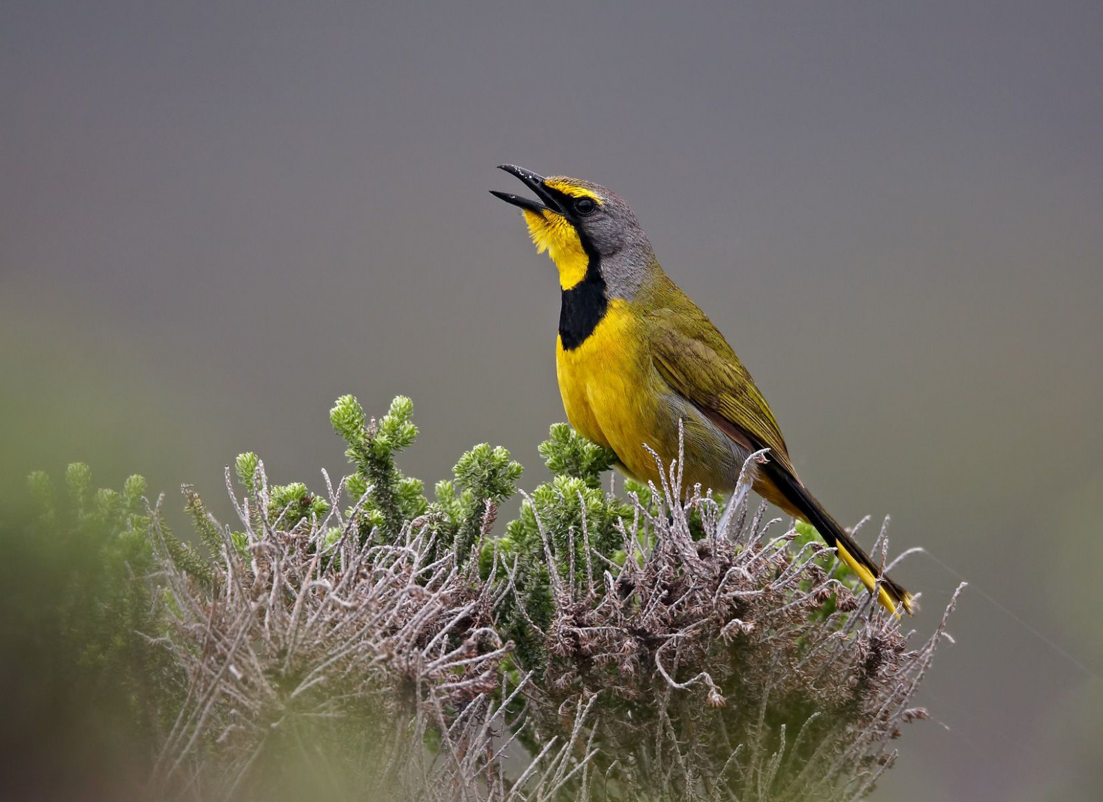 Spitzkoppe | Birdingplaces
