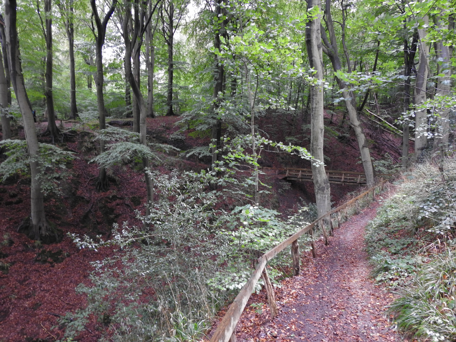 Kollund Skov | Birdingplaces