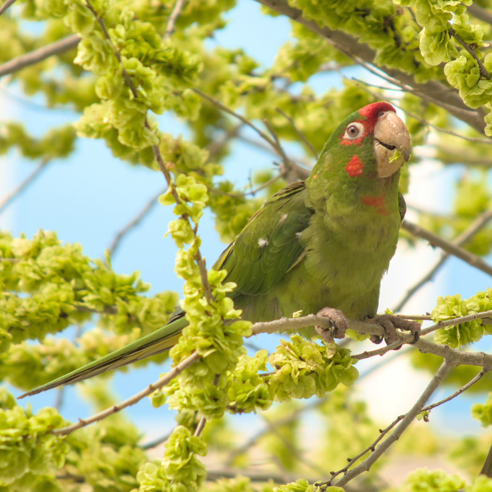 Mitred Parakeet (Psittacara mitratus) | Birdingplaces
