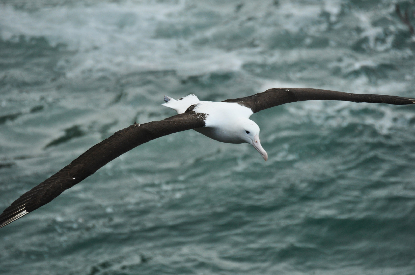 Royal Albatross Centre | Birdingplaces