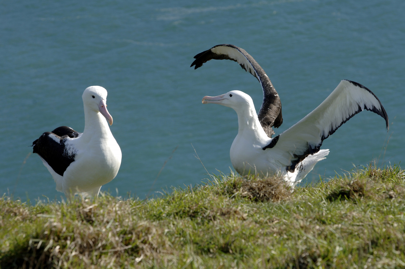 Royal Albatross Centre | Birdingplaces