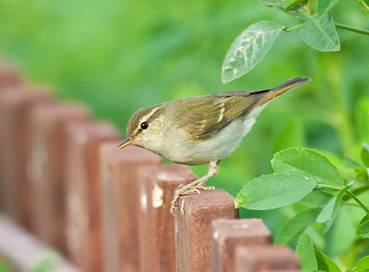 Two-barred Warbler (Phylloscopus plumbeitarsus) | Birdingplaces