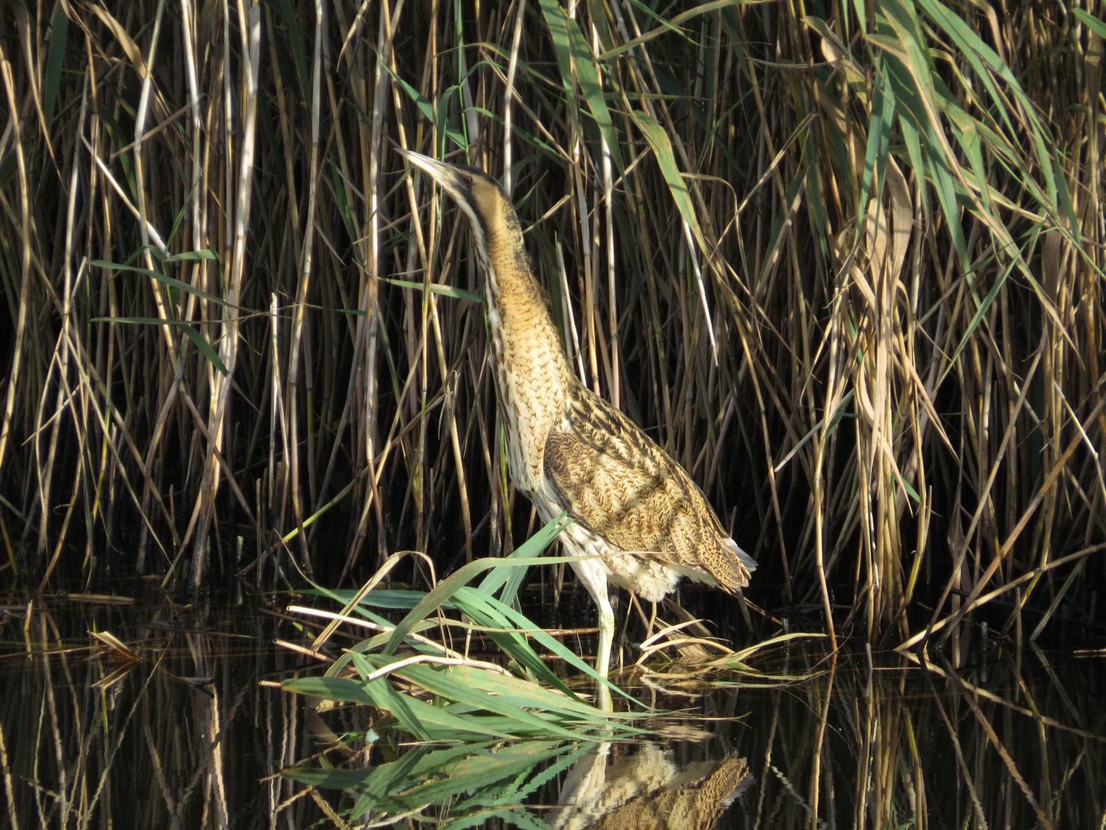 Gosforth Park Nature Reserve | Birdingplaces