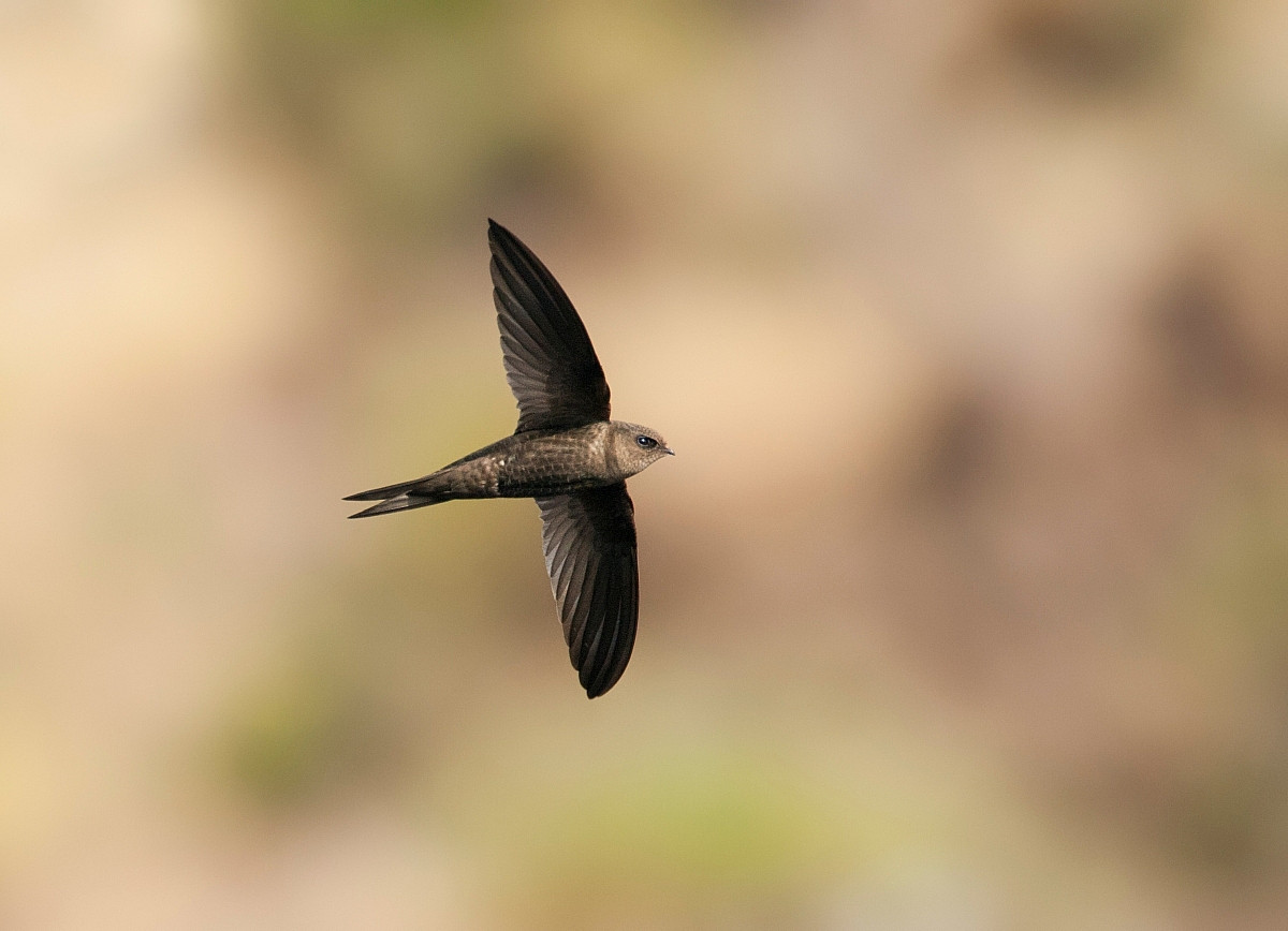 Plain Swift (Apus unicolor) | Birdingplaces
