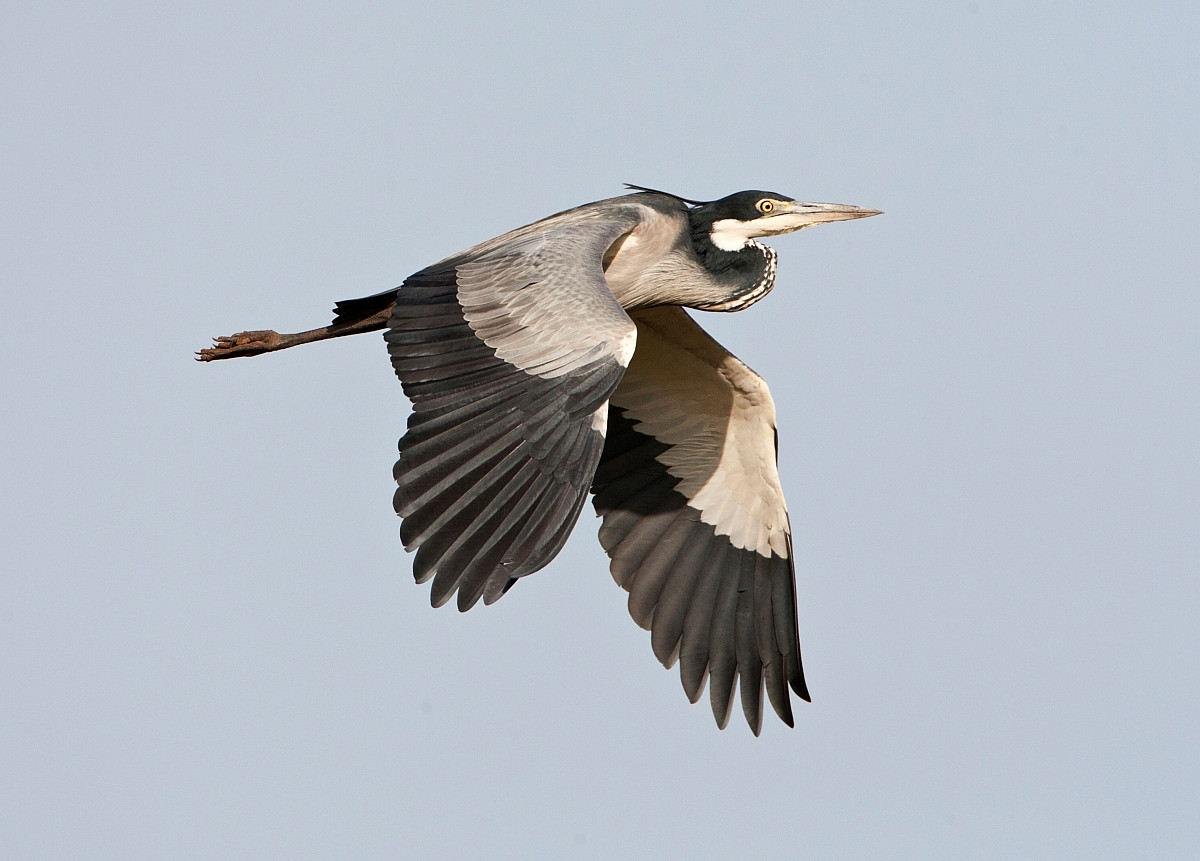 Black-headed Heron (Ardea melanocephala) | Birdingplaces