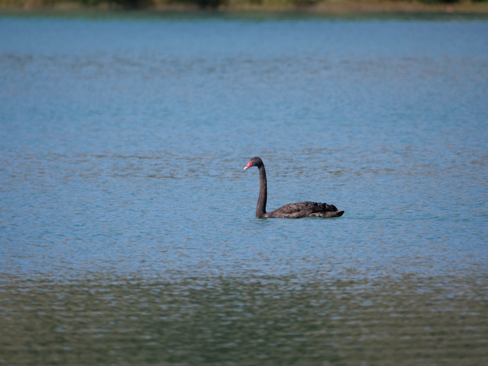 Aroona Dam | Birdingplaces