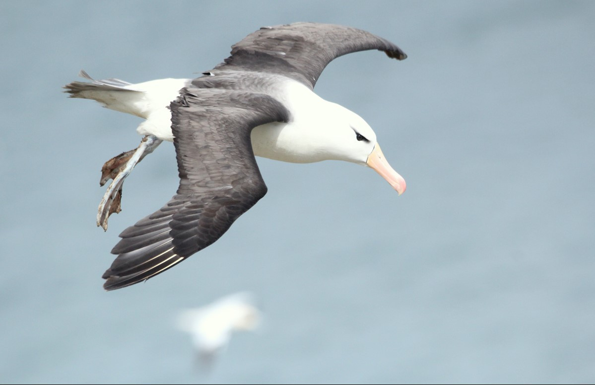 Bempton Cliffs | Birdingplaces