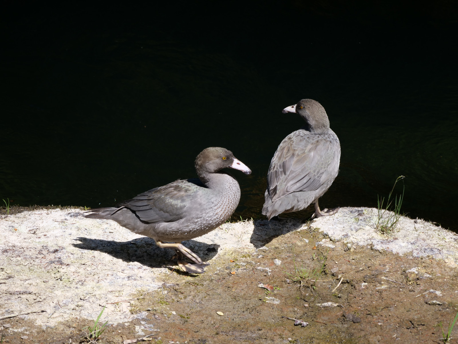 Blue Duck (Hymenolaimus malacorhynchos) | Birdingplaces