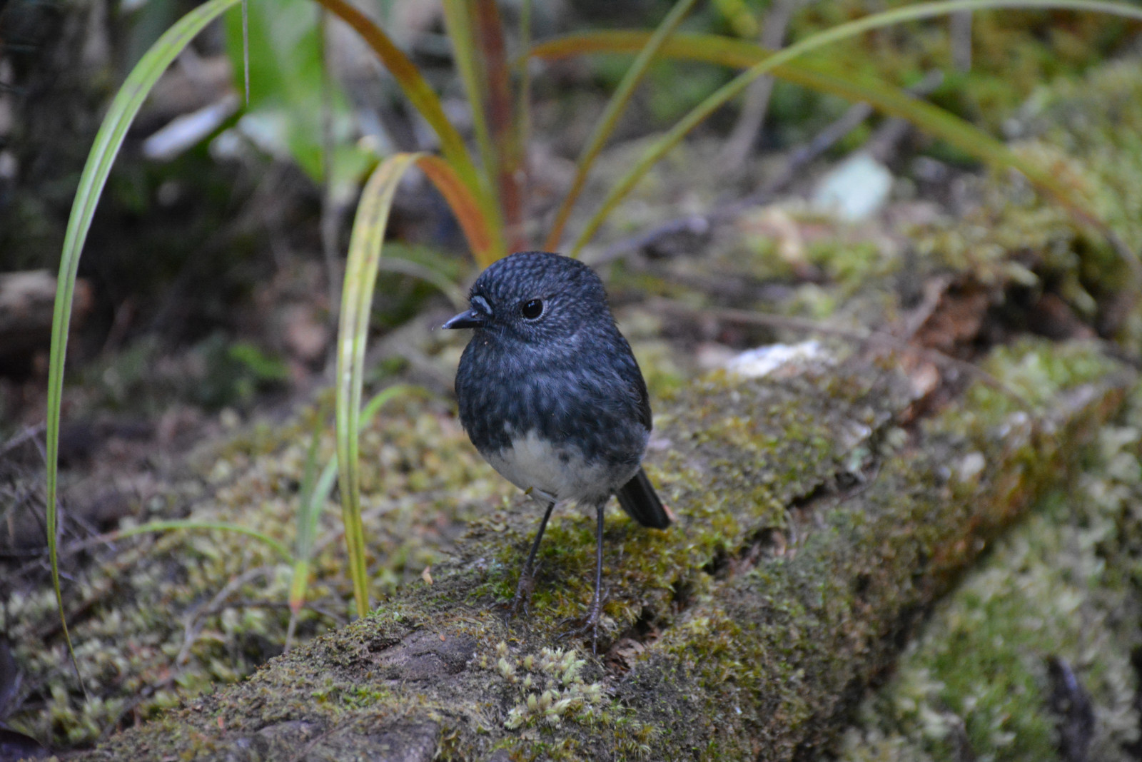 North Island Robin (Petroica longipes) | Birdingplaces