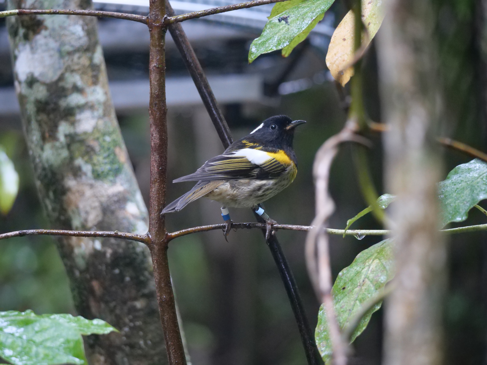 Stitchbird (Notiomystis cincta) | Birdingplaces.eu