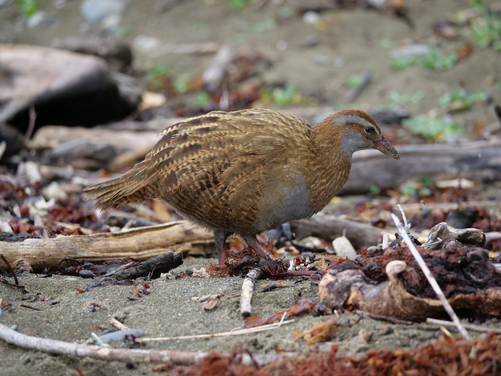 Weka (Gallirallus australis) | Birdingplaces