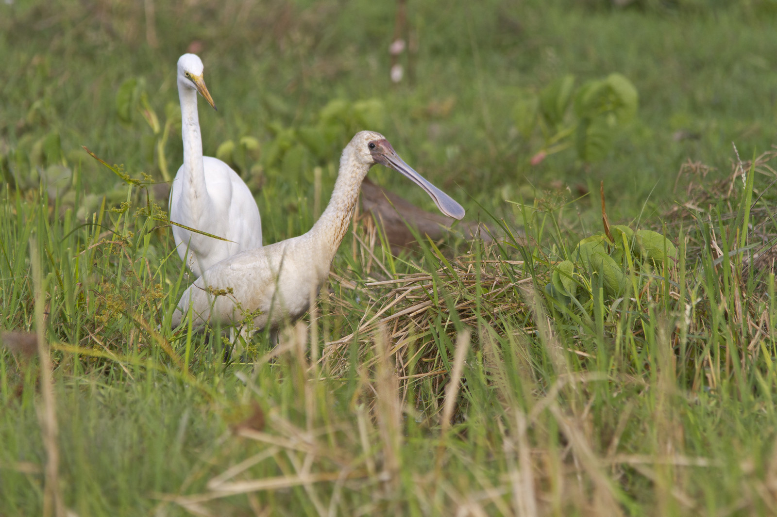 Kotu Creek | Birdingplaces
