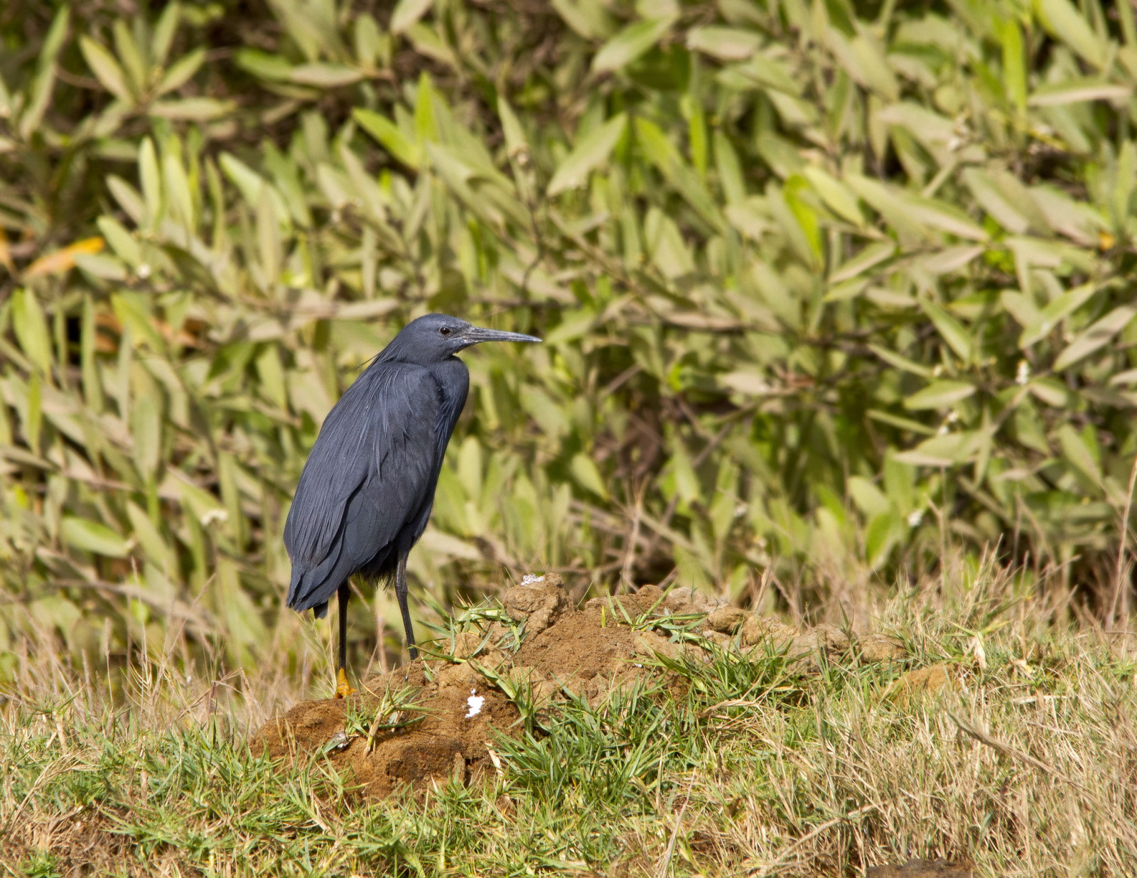 Kotu Creek | Birdingplaces