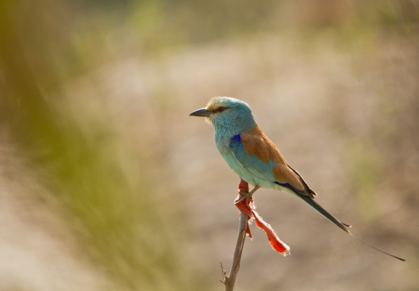 Kotu Creek | Birdingplaces