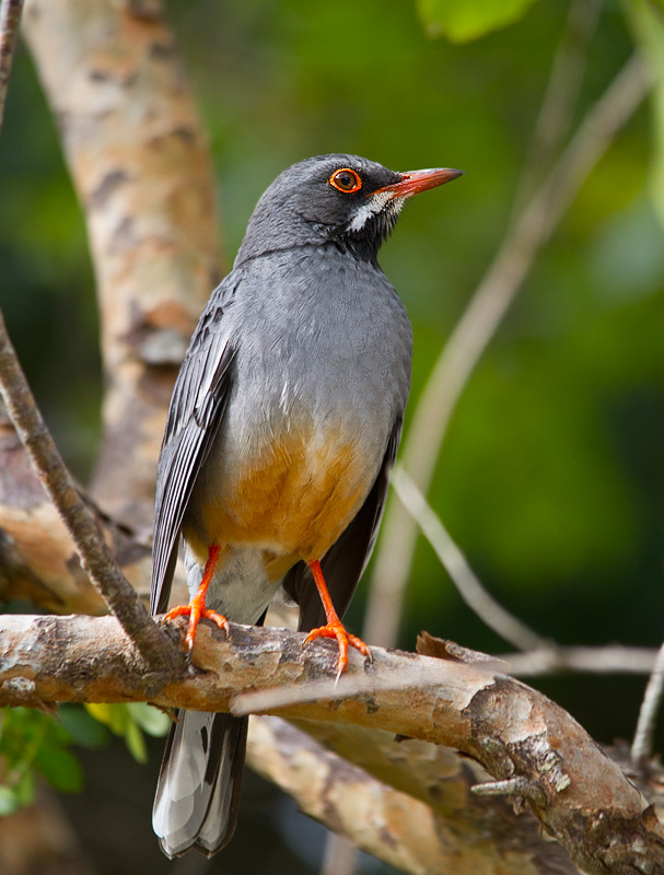 Red-legged Thrush (Turdus plumbeus) | Birdingplaces.eu