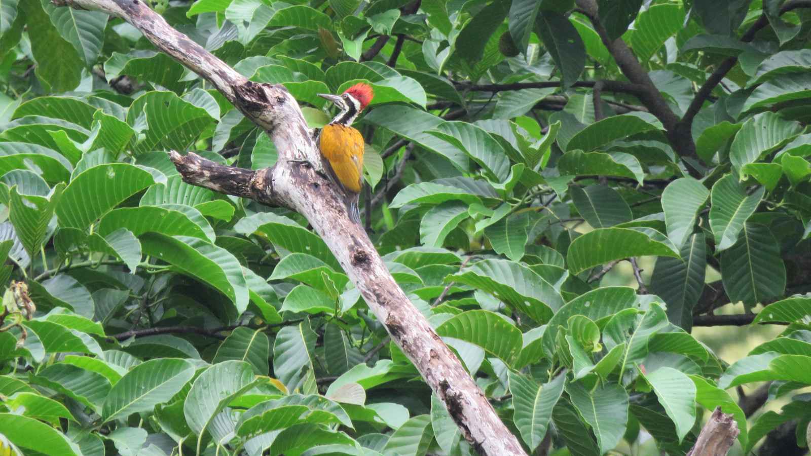 Greater Flameback (Chrysocolaptes guttacristatus) | Birdingplaces
