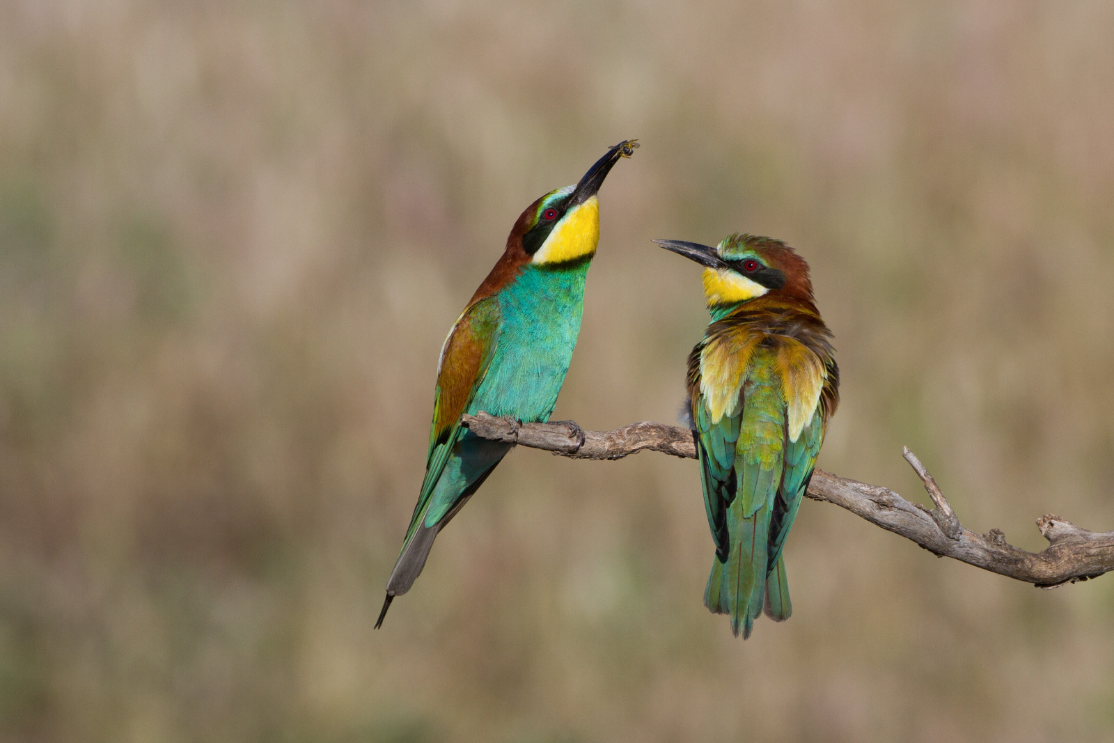 Lagunas de Ambroz | Birdingplaces