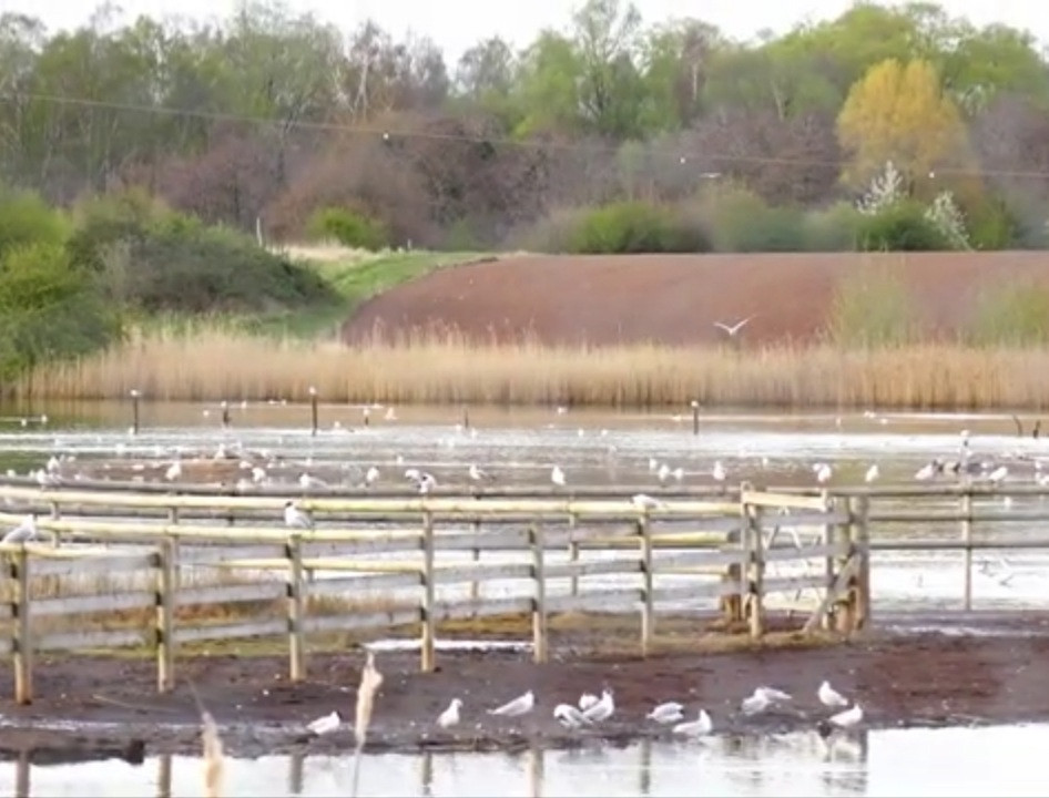 Upton Warren | Birdingplaces