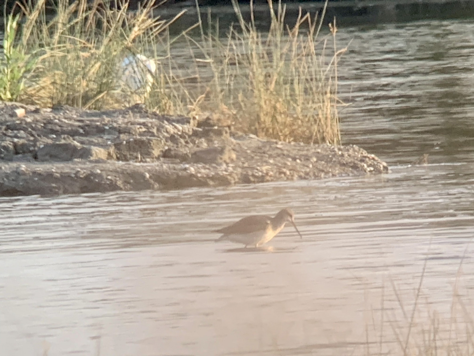 Po Delta | Birdingplaces.eu