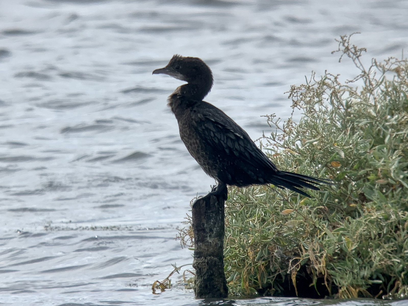 Po Delta | Birdingplaces.eu