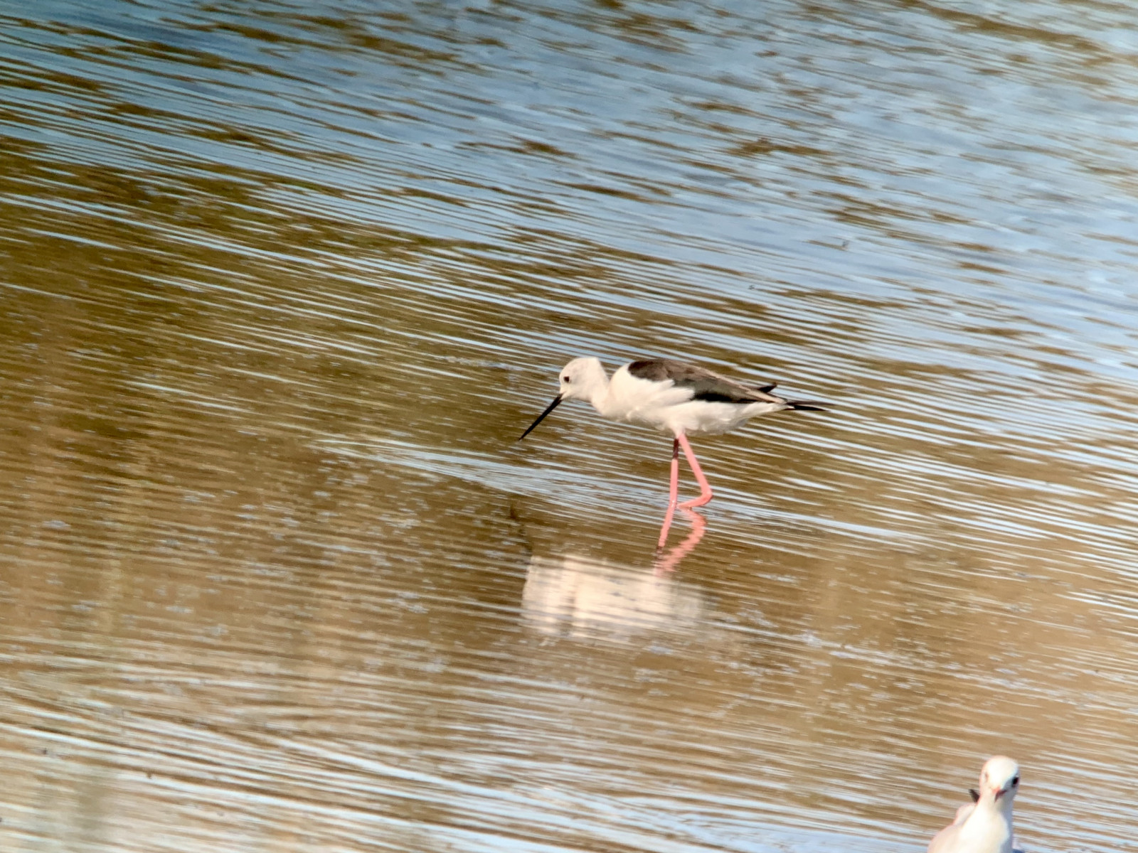 Po Delta | Birdingplaces.eu