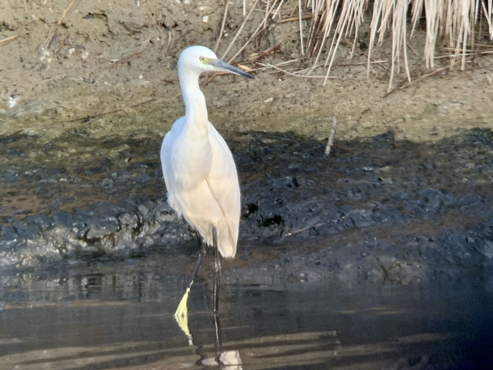 Po Delta | Birdingplaces.eu