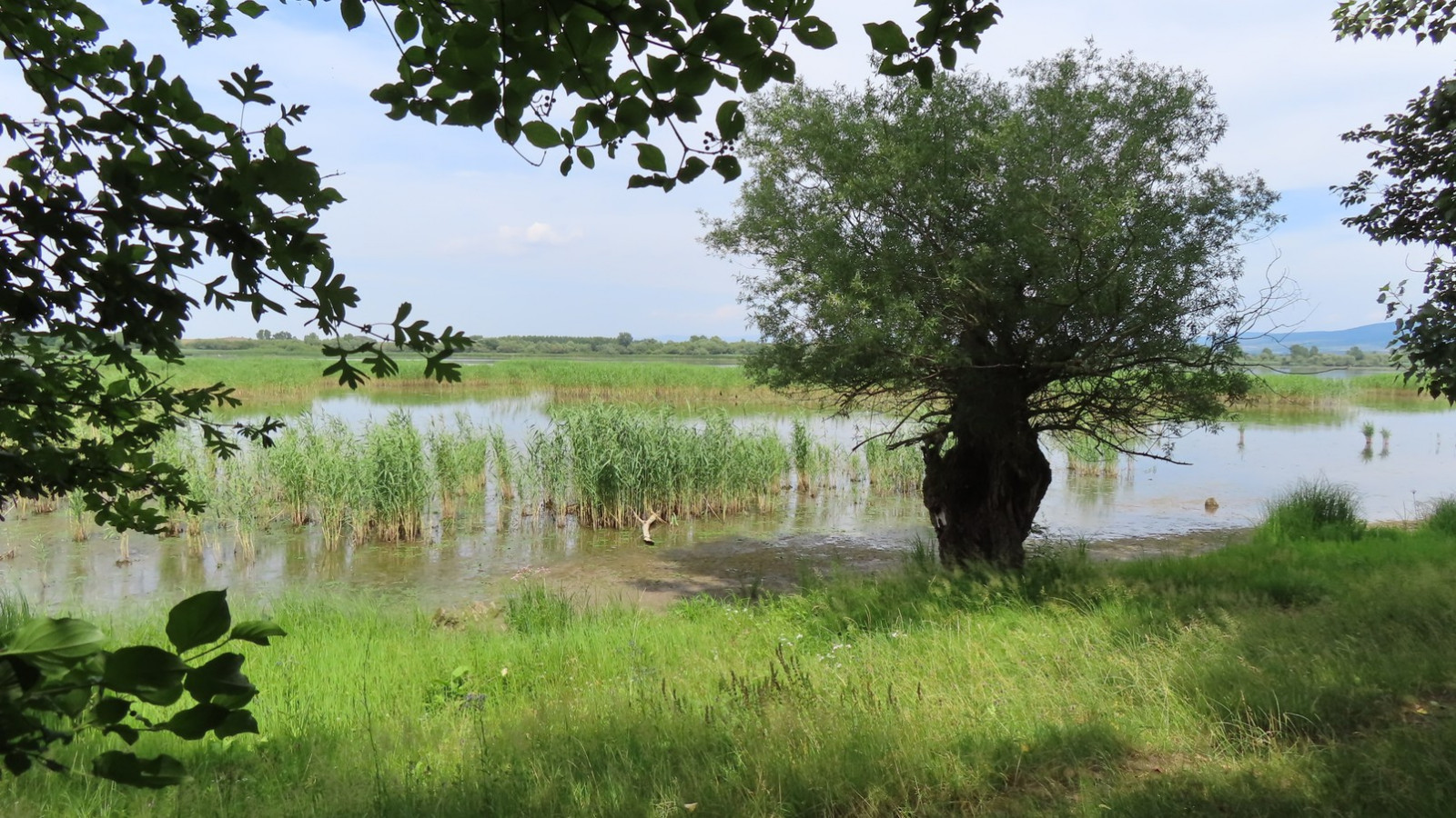 Labudovo Okno Nature Reserve - The Left Bank | Birdingplaces