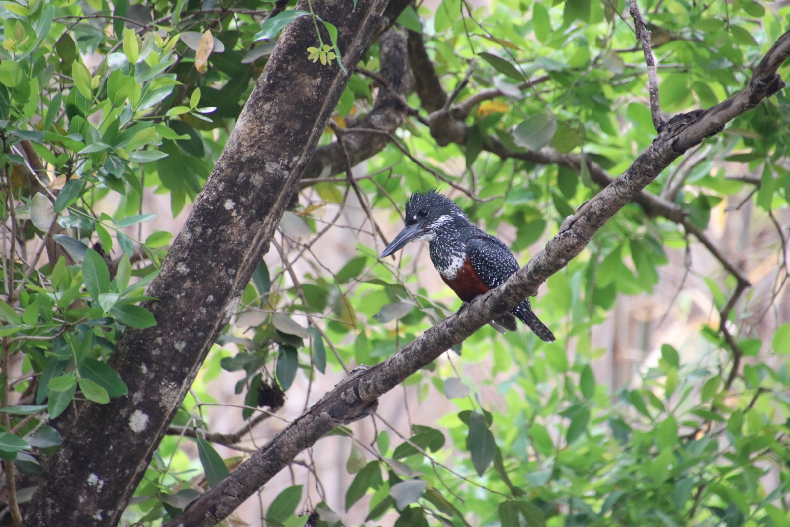 Sappi Stanger Bird Hide | Birdingplaces