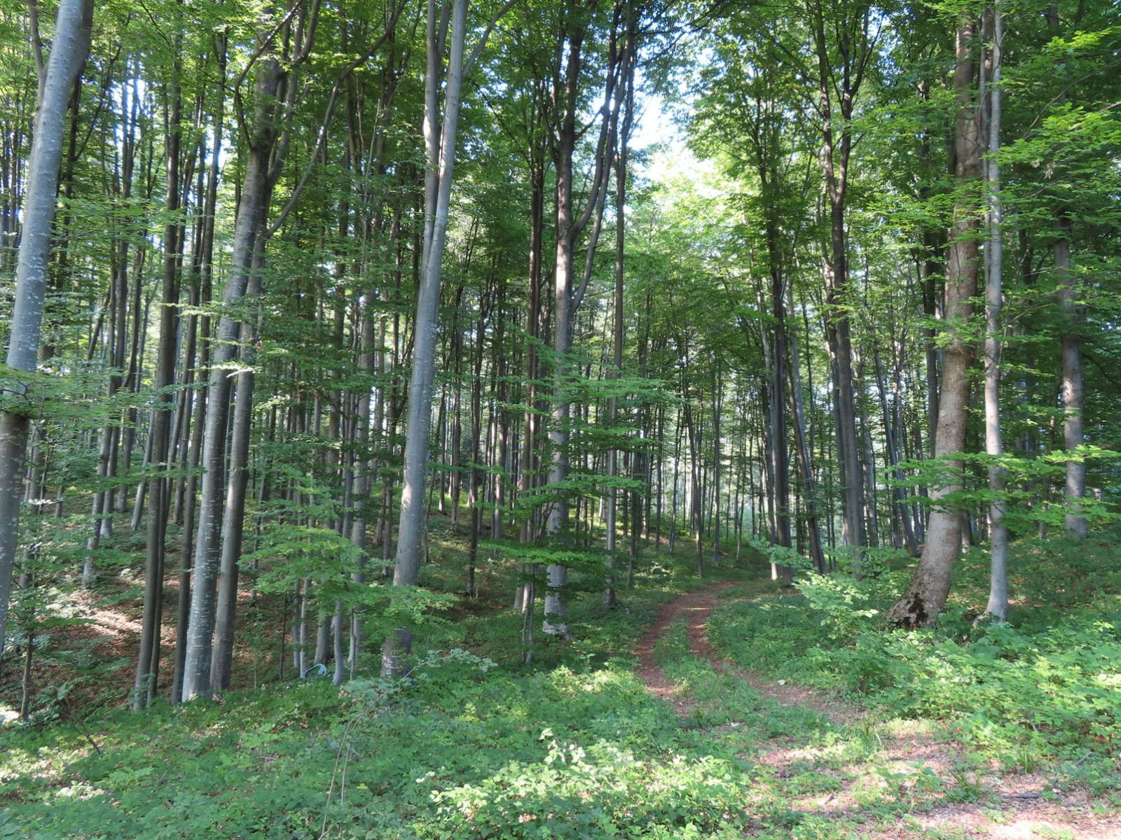 Mount Suvobor and Ravna Gora | Birdingplaces