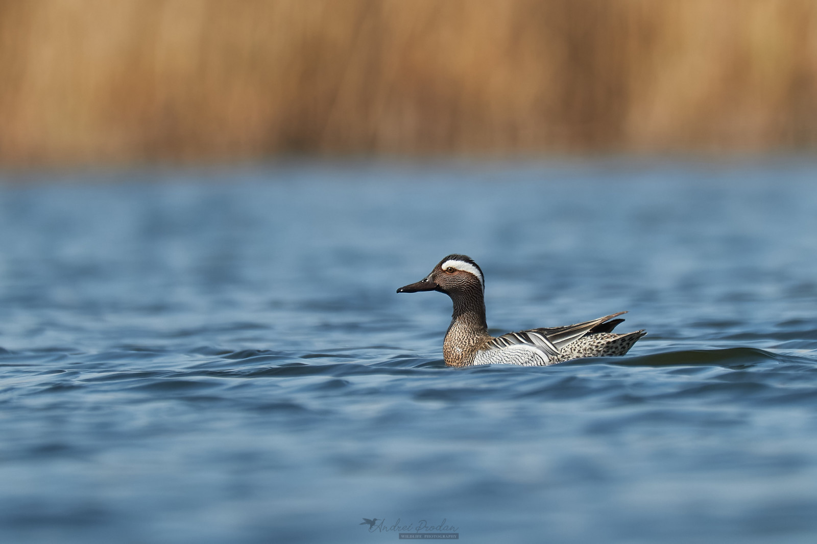 Nene Wetlands Nature Reserve | Birdingplaces