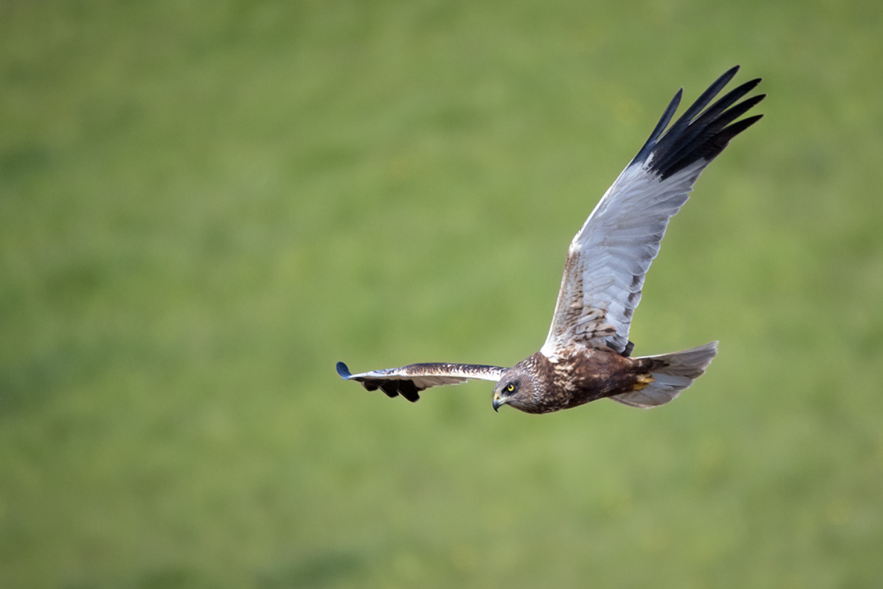 Cors Ddyga and Malltraeth Marsh | Birdingplaces