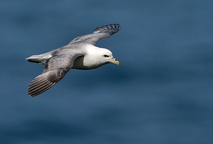 Monach Isles | Birdingplaces