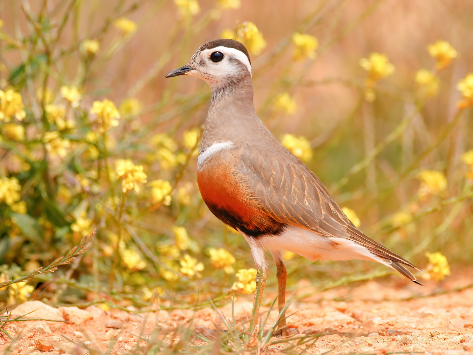 Southwest Tiree | Birdingplaces